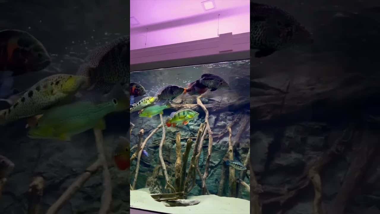 2000 Gallon Monster Fish Aquarium | 動物（犬・猫 他色々）【まとめ動画】