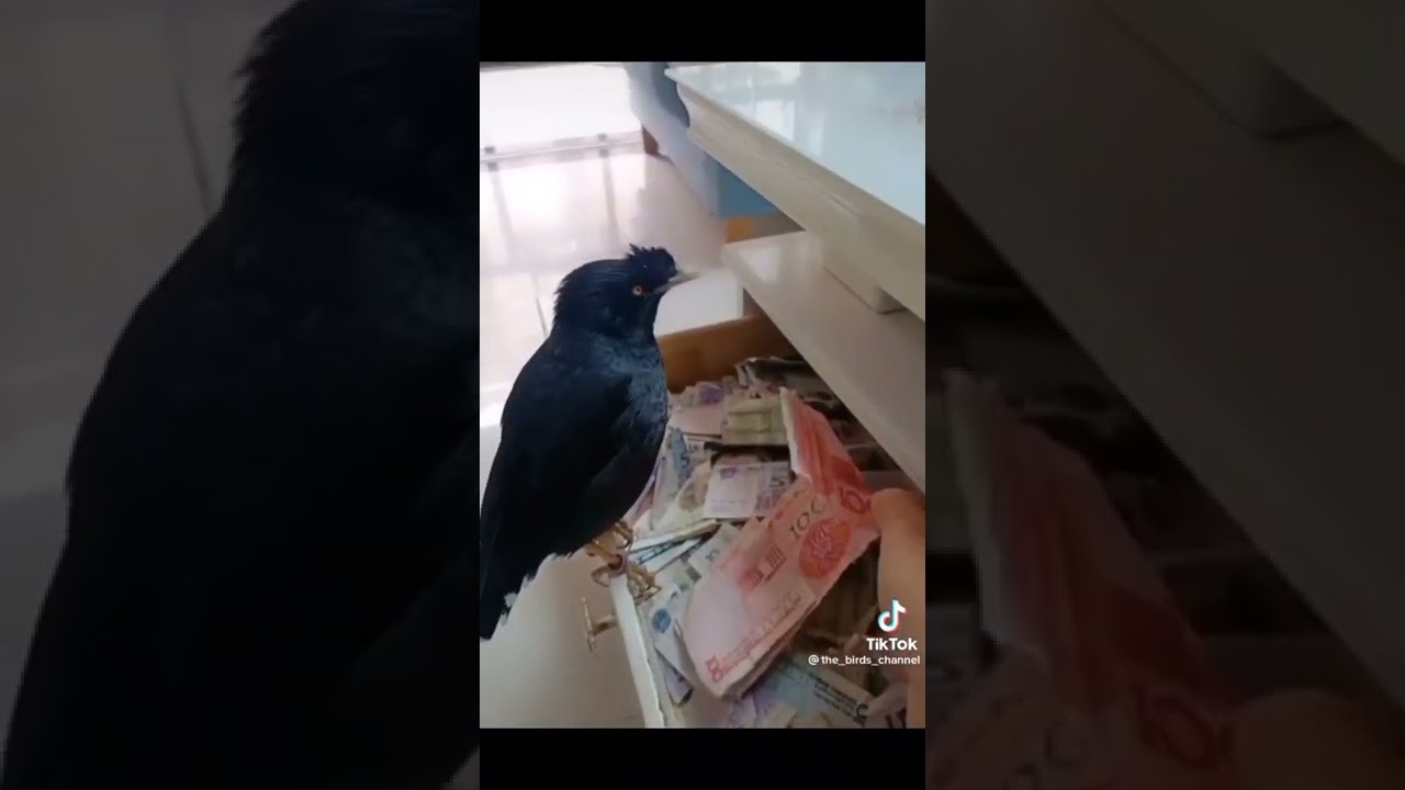 Happy birds bring a lot of money.幸せの鳥が大金を運んで来てくれる。#money #大金 #happybird ...