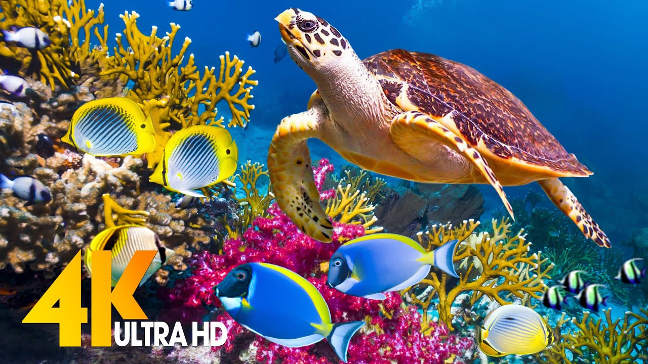 The Ocean 4K – Sea Animals for Relaxation, Beautiful Coral Reef Fish in ...