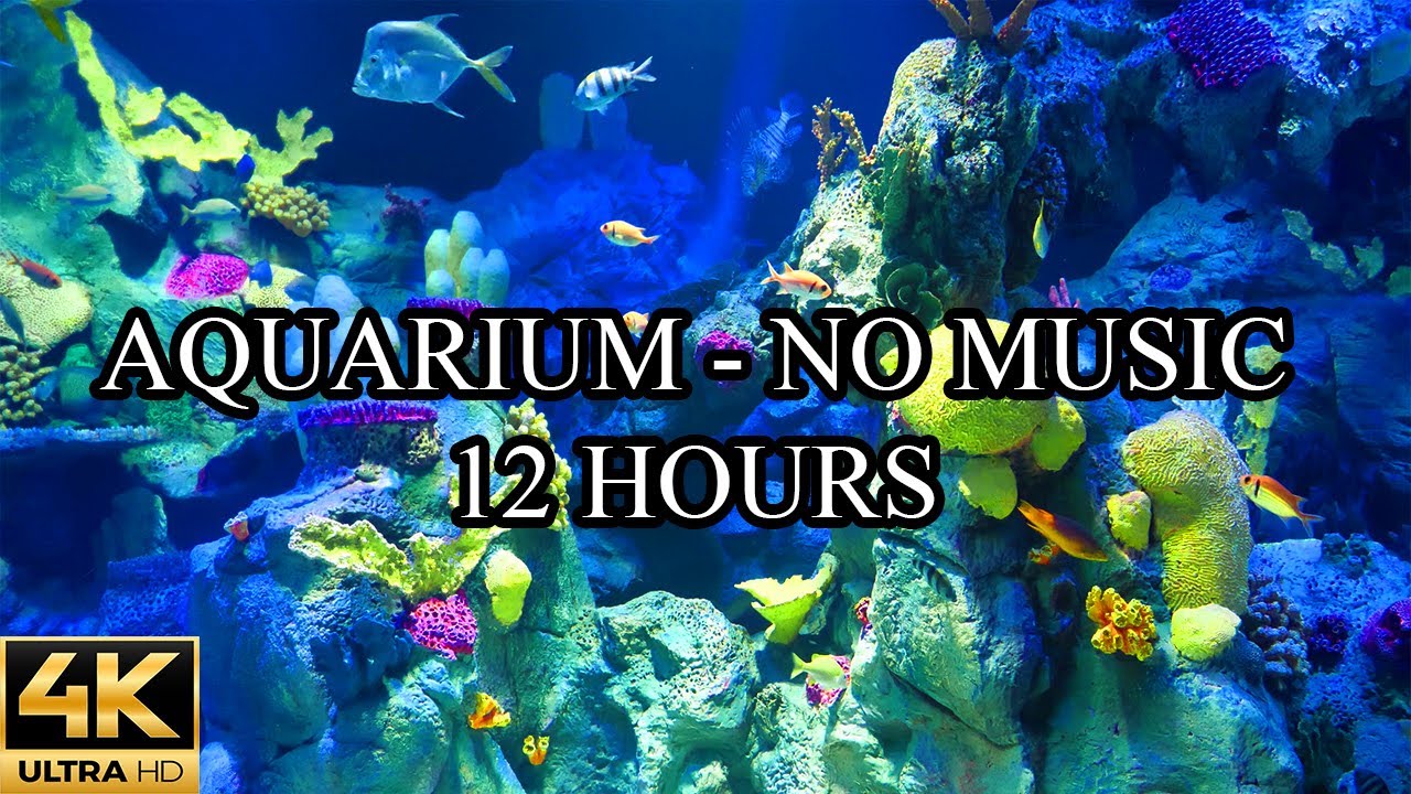 AQUARIUM 4K Coral Reef 4K Aquarium No Music No Ads – 12 Hours | Meditation | Relaxation ...