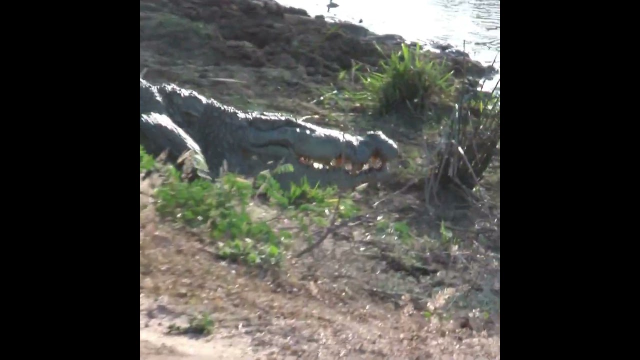 Massive crocodile jumped into the lake | 巨大なワニが湖に飛び込んだ | Crocodile ...