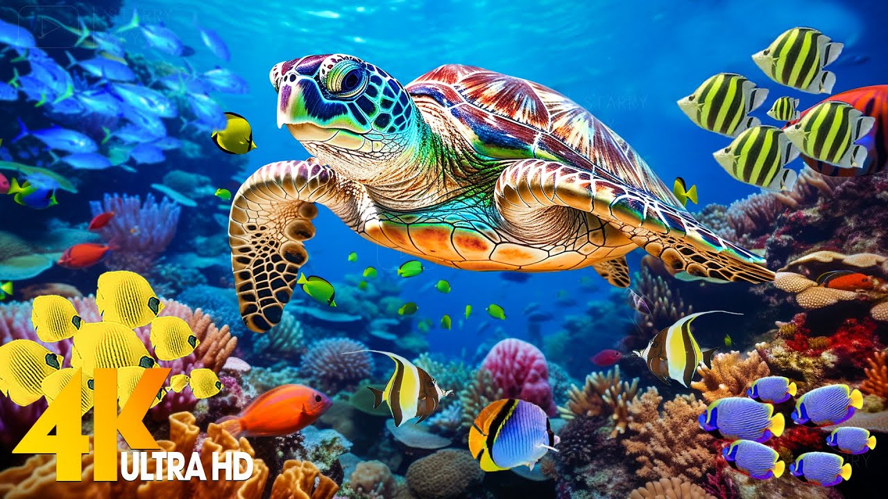 Ocean 4K – Sea Animals for Relaxation, Beautiful Coral Reef Fish in ...