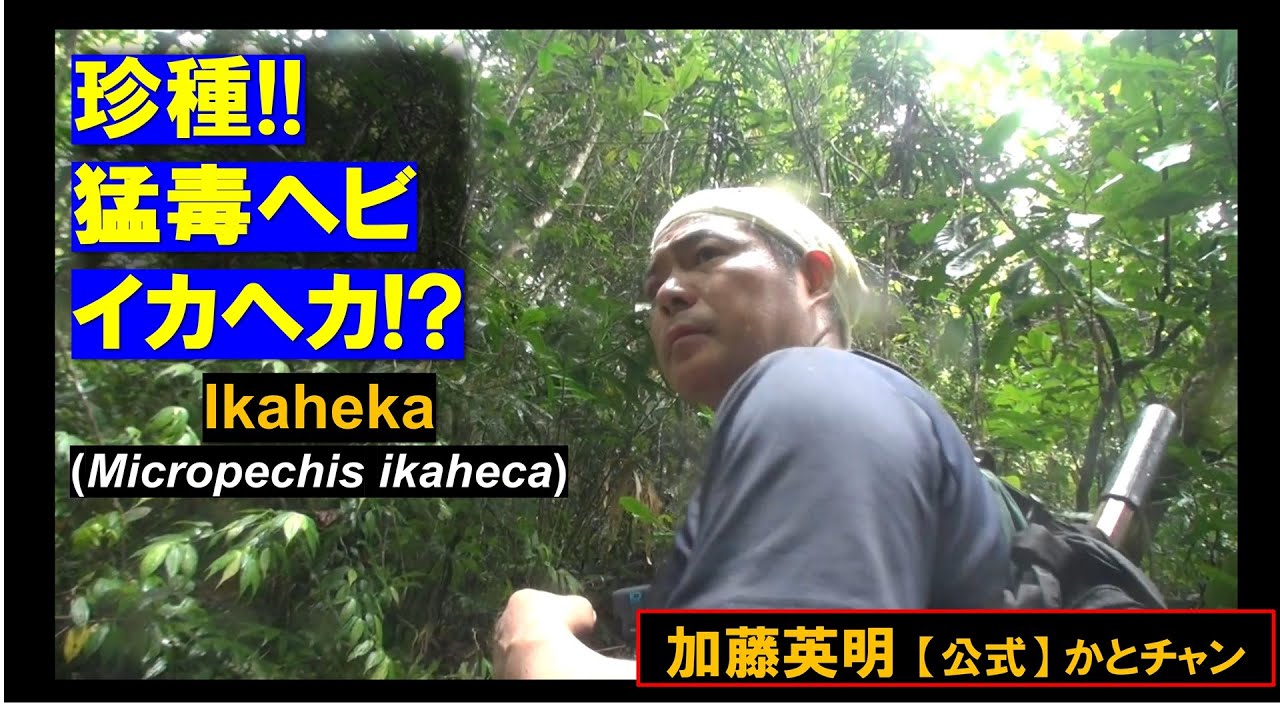 咬まれたら心臓止まっちゃう！珍種！猛毒ヘビ、イカヘカに遭遇！？加藤英明と探検しよう！Ikaheka, Micropechis ikaheca ...