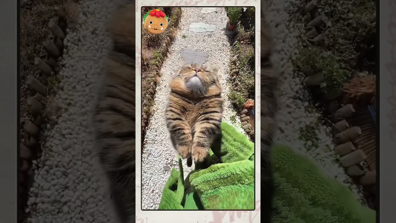Cute big cat!! かわいい大きな猫!! | 動物（犬・猫 他色々）【まとめ動画】