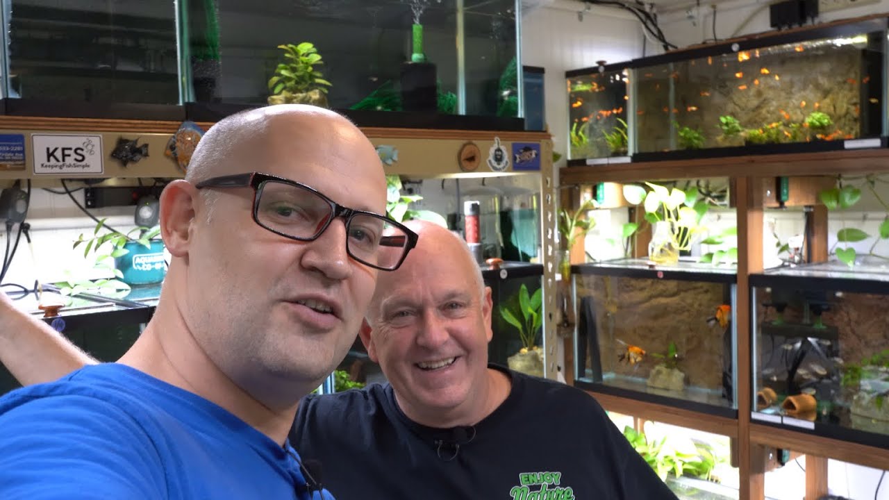 Dean's Fish Breeding Methods: Tips & Tricks from the MASTER | 動物（犬・猫 他 ...